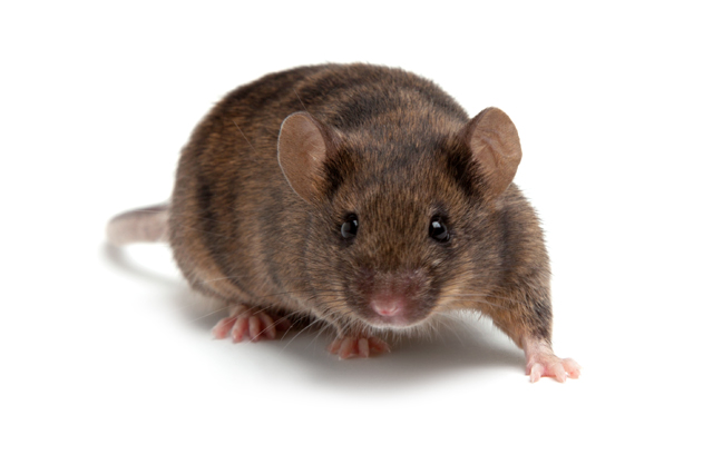 Genetically Engineered Mice and Rats | Charles River