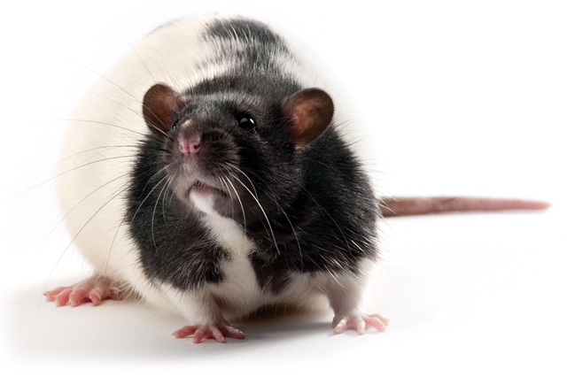Type 1 Diabetes Mouse & Rat Models | Charles River
