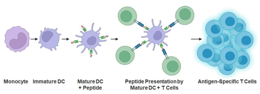 Ask the Scientist: Antigen-Specific T Cells | Eureka blog