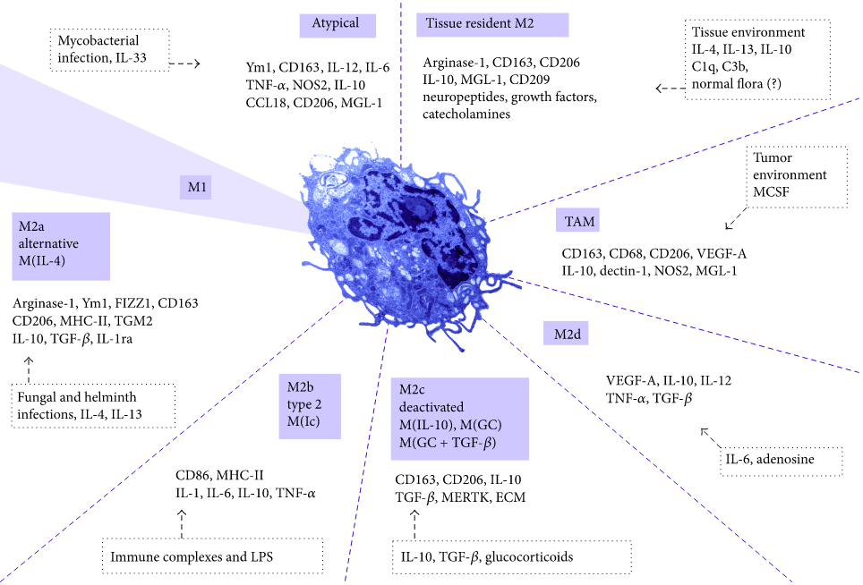 Differences Between M1 and M2 Macrophages | Charles River