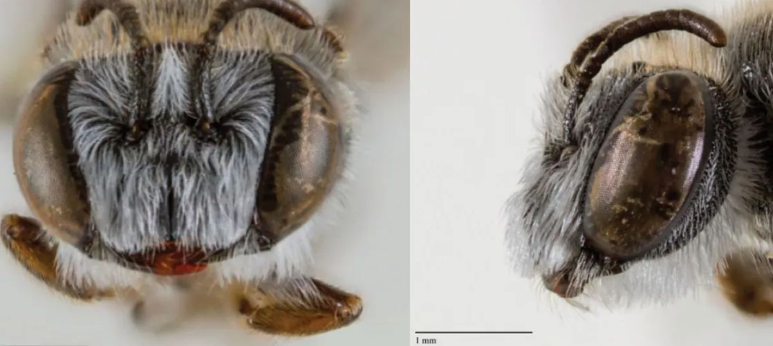 New Bee Species Found in Australia | Charles River