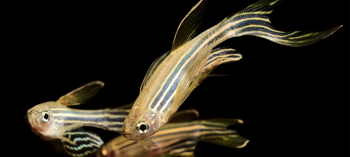 The Tiny Zebrafish is Becoming a Big Cancer Model | Charles River