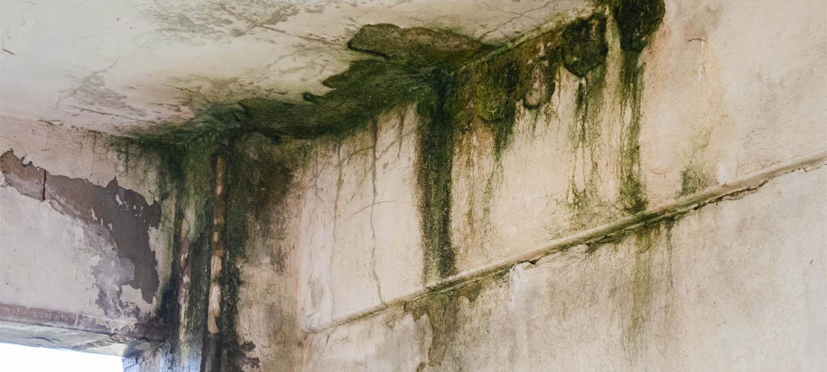 Floods And the Rising Threat of Toxic Molds | Charles River