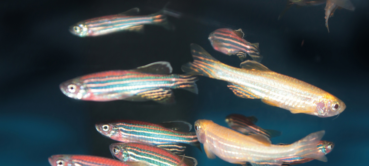 Zebrafish What Do They Eat