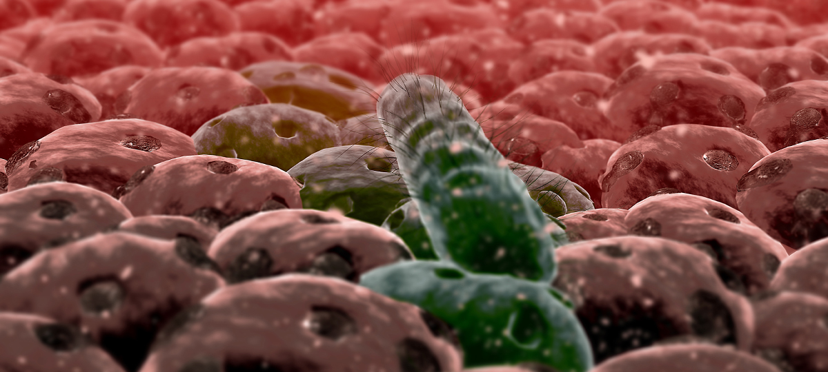 You Say Odoribacter, I Say… Bacillus? | Charles River