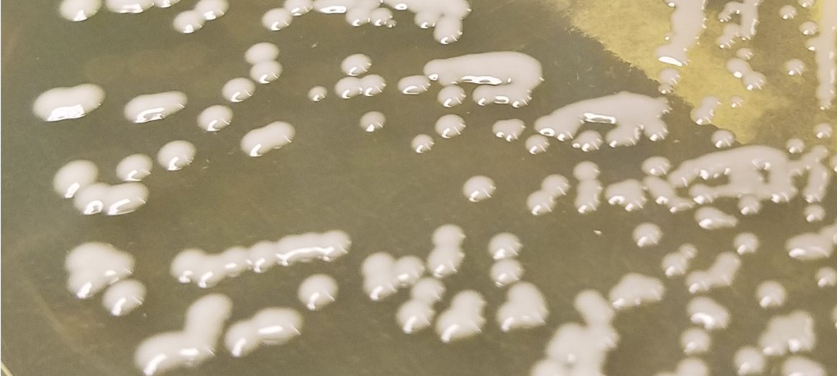 Synonyms Bacteria| Charles River