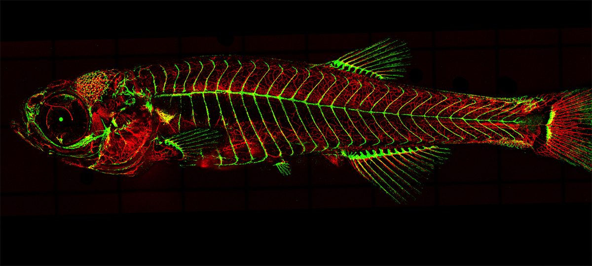 The Art of the Zebrafish | Charles River