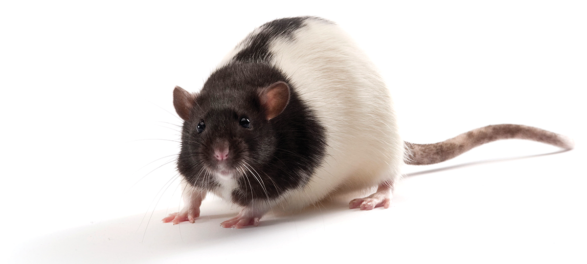 Animal Models of Obesity: A Crash Course | Charles River
