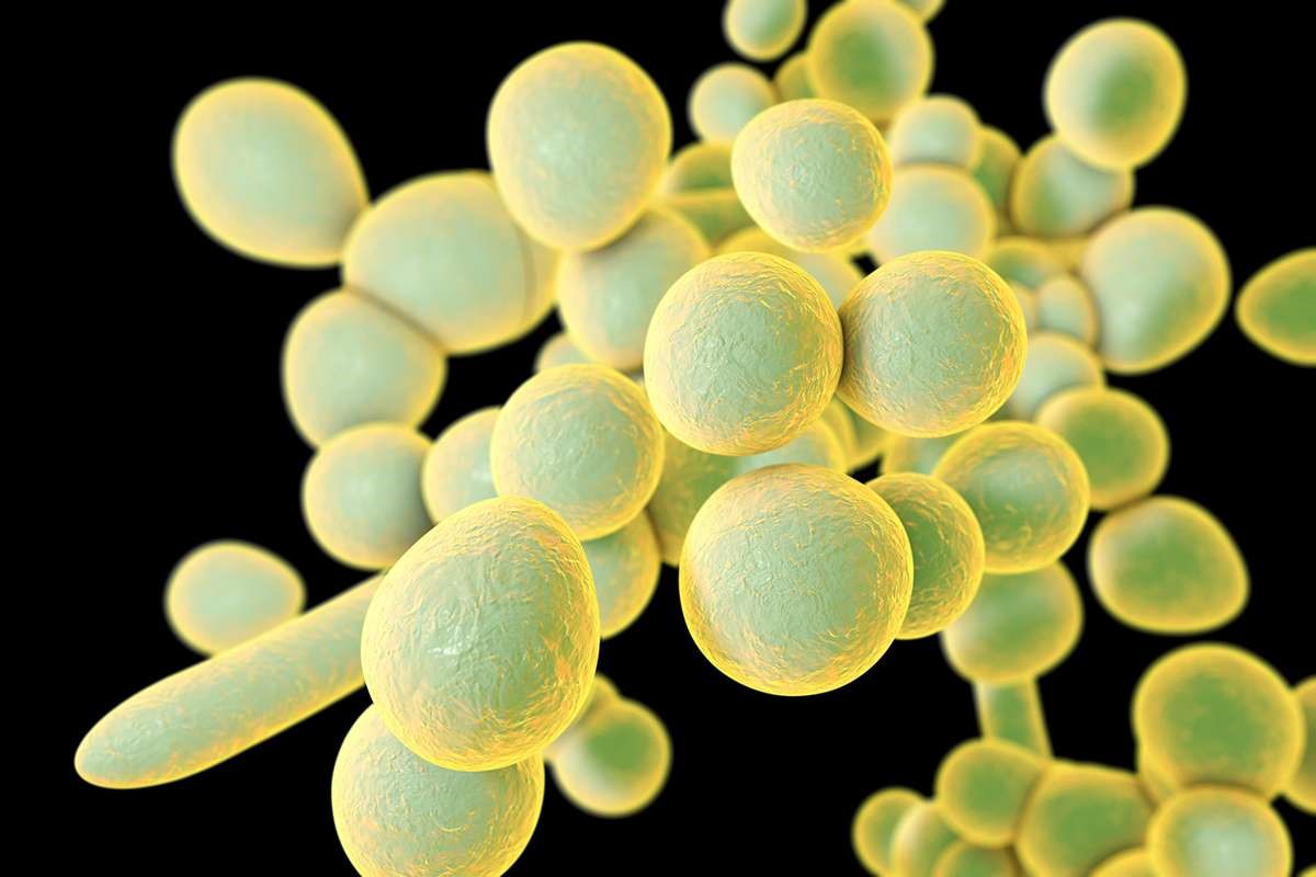 Candida auris: A Dangerous Fungus Among Us | Charles River