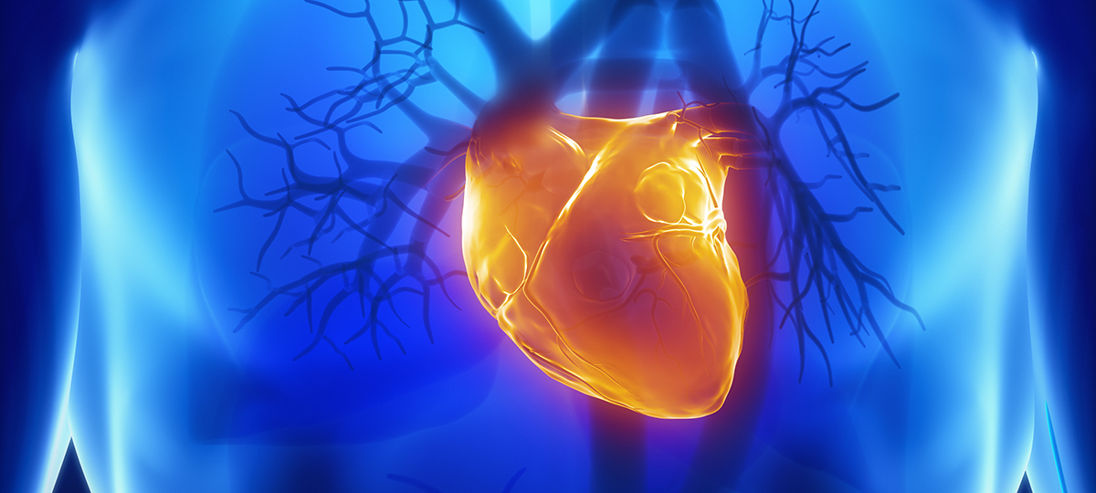 Cardiovascular Safety In Vitro Models | Charles River