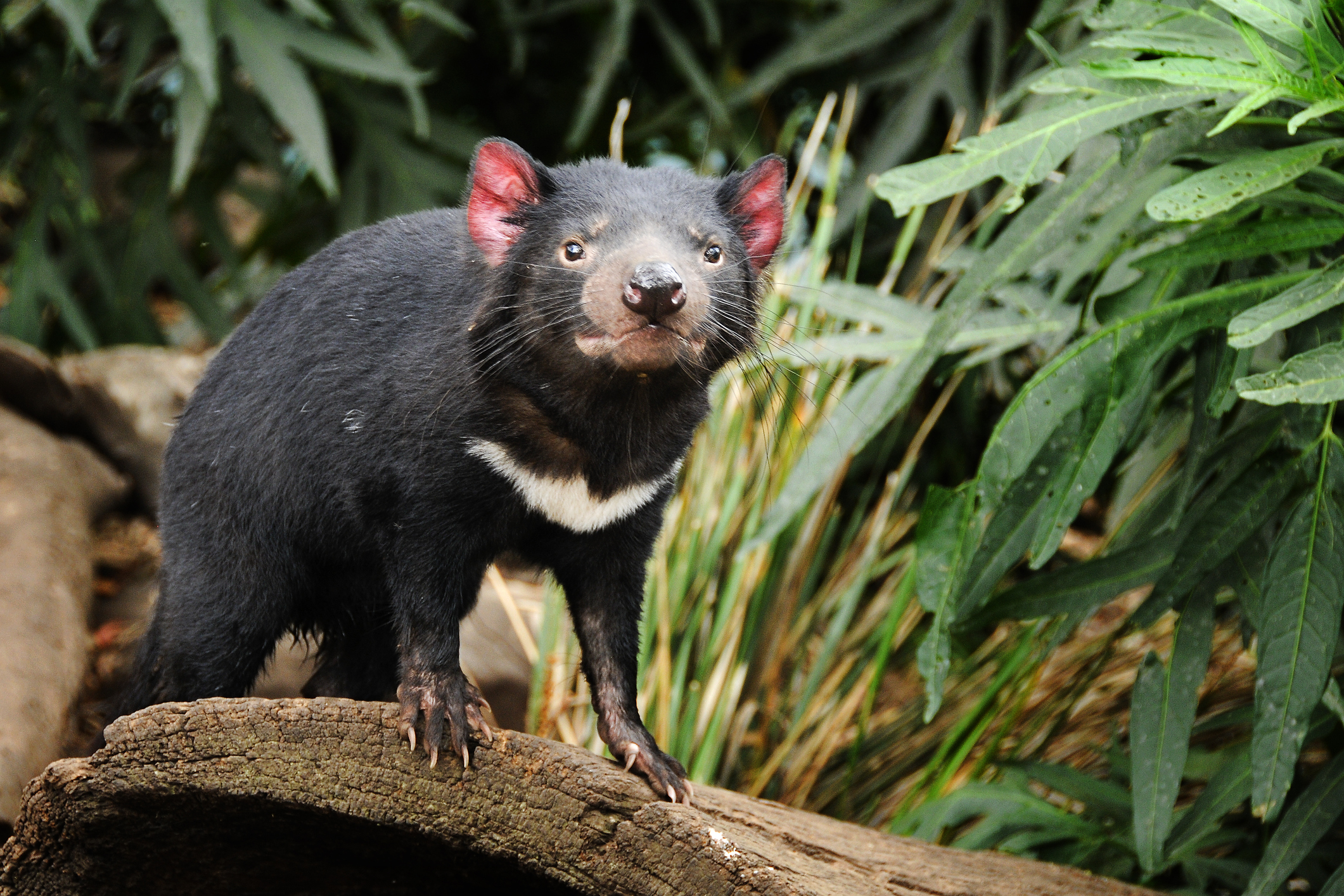 Hope for the Tasmanian Devil (Abstract Science, Aug. 2 - 8) | Charles River