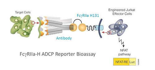 A Reporter on the Trail | Charles River