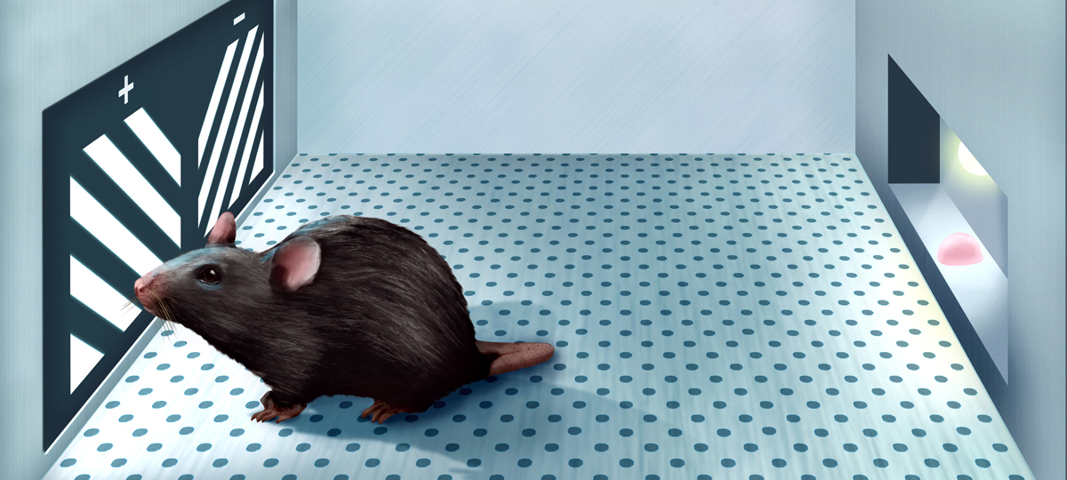 Translating Cognitive Decline in Mice | Charles River