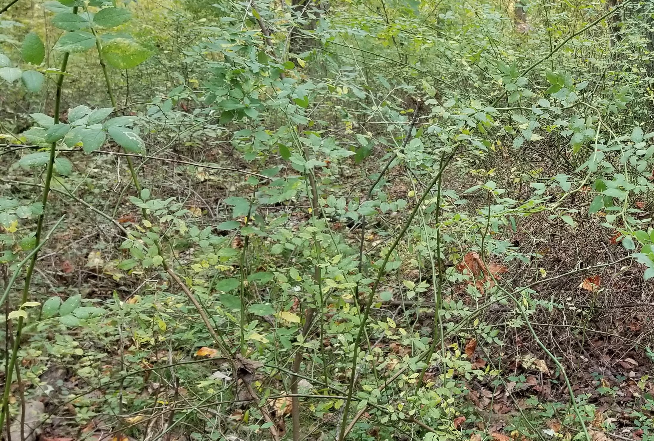 Of Dreaded Roses, Desired Ferns and Making a Difference | Charles River