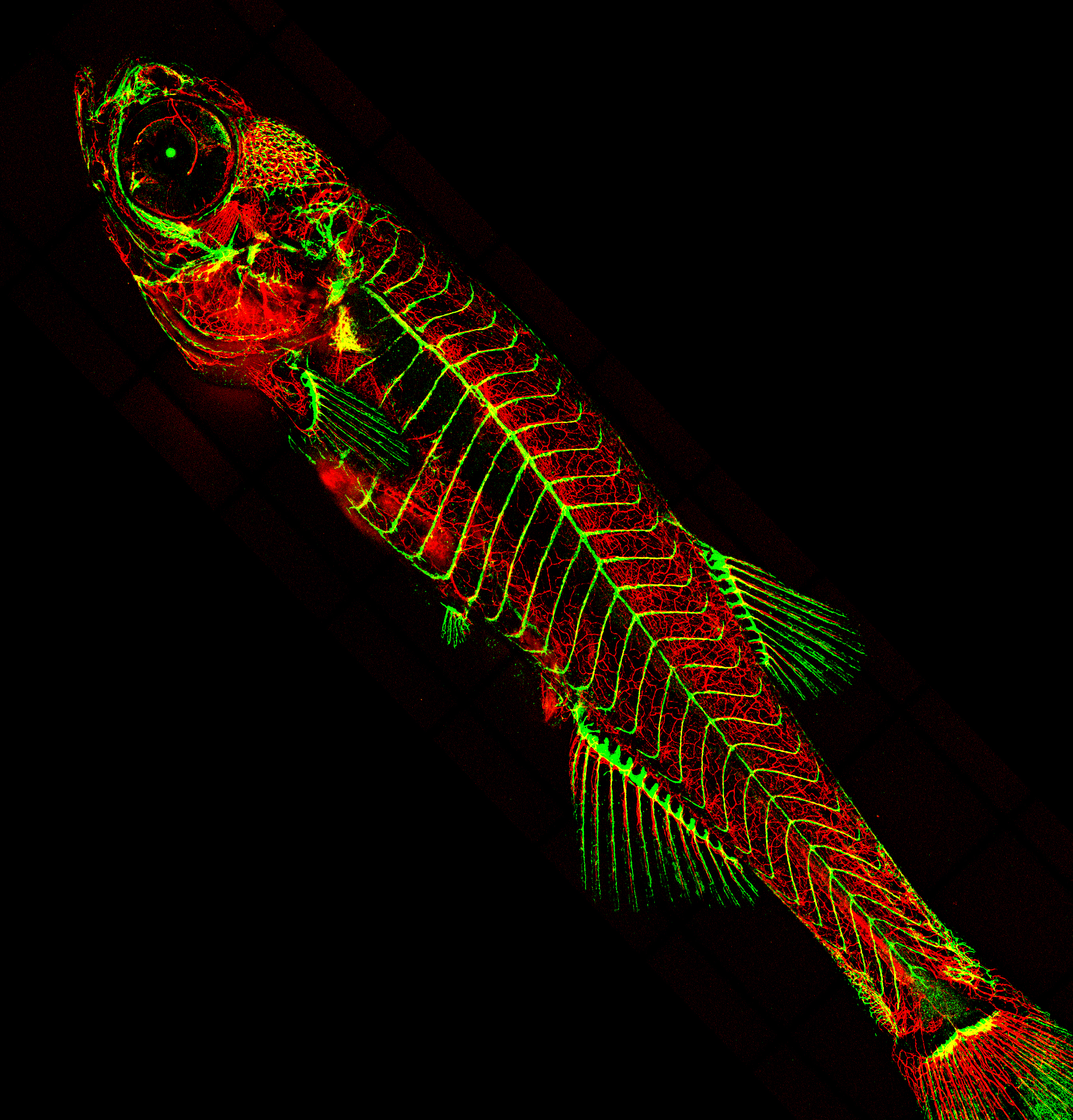 The Art of the Zebrafish | Charles River