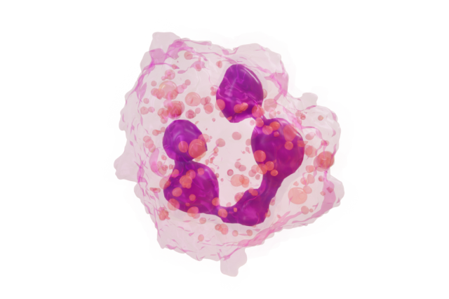 Neutrophil Granulocytes Stock Vector Image 68484785