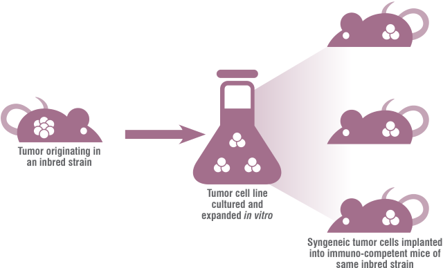 Syngeneic Mouse Models | Charles River