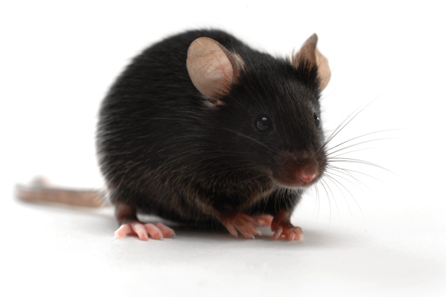 Knockout Mice | Charles River