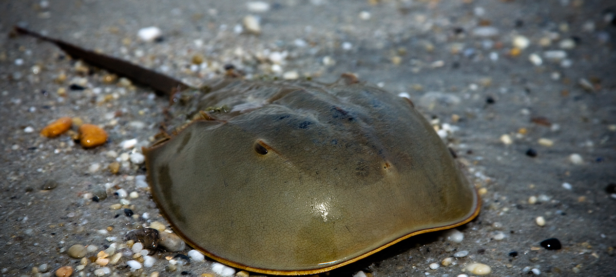 Standing Guard: LAL vs rFC for Endotoxin Detection | Charles River