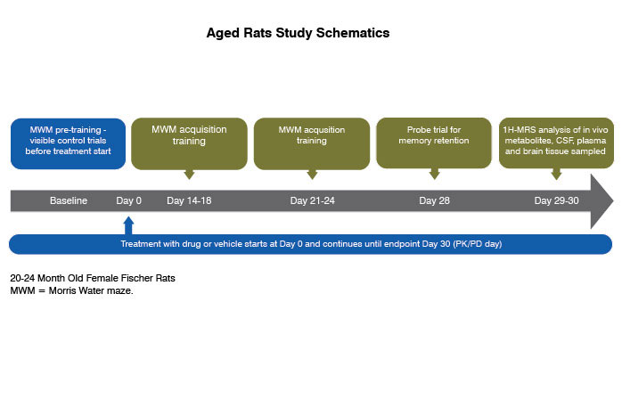 Aged Animals to Study Cognition | Charles River
