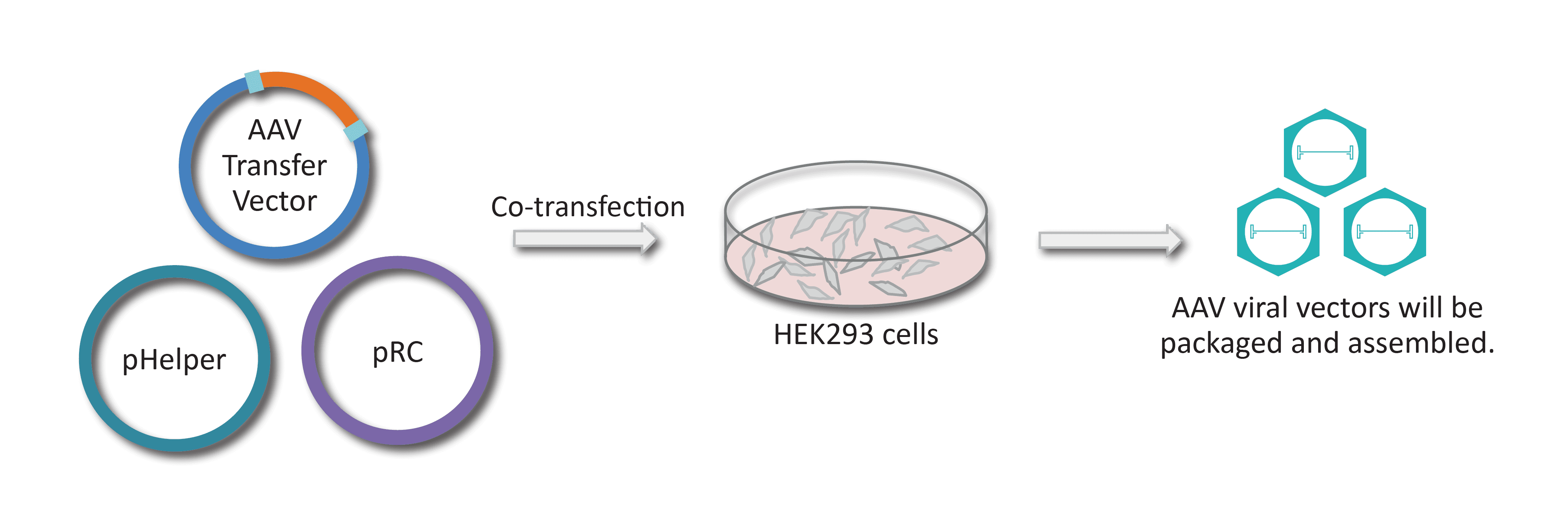 Off-the-Shelf AAV Plasmids | Charles River