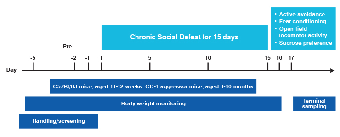 Chronic Social Defeat Stress Model | Charles River