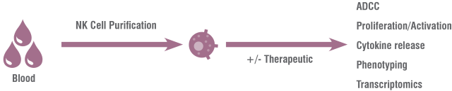 Assays for Natural Killer (NK) Cells | Charles River