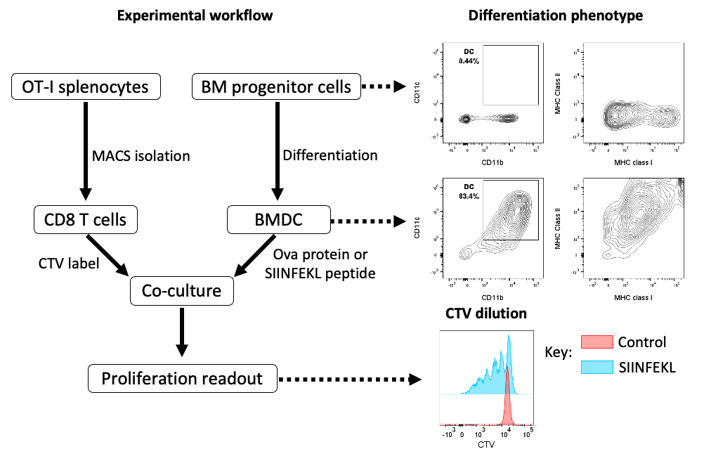 Dendritic Cell Assays for Autoimmunity and Inflammation