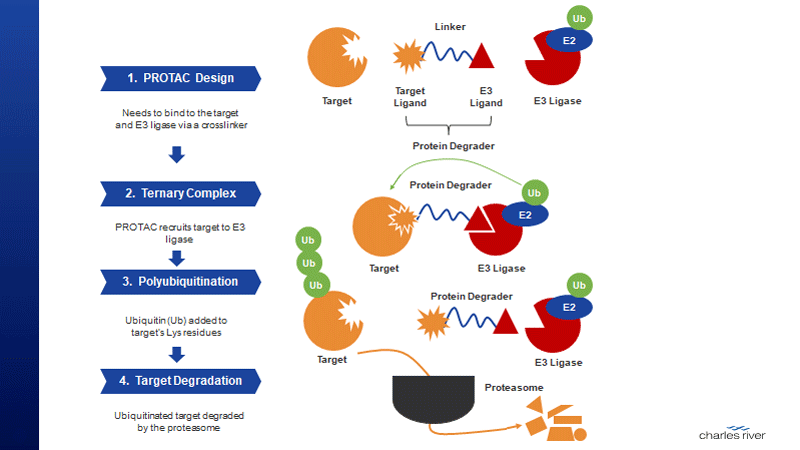 PROTACs, A Promising Class of Novel Therapeutic Modalities | Eureka blog
