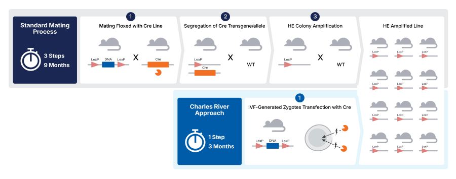 Flp and Cre Recombinase-Mediated Gene Editing in Mice | Charles River