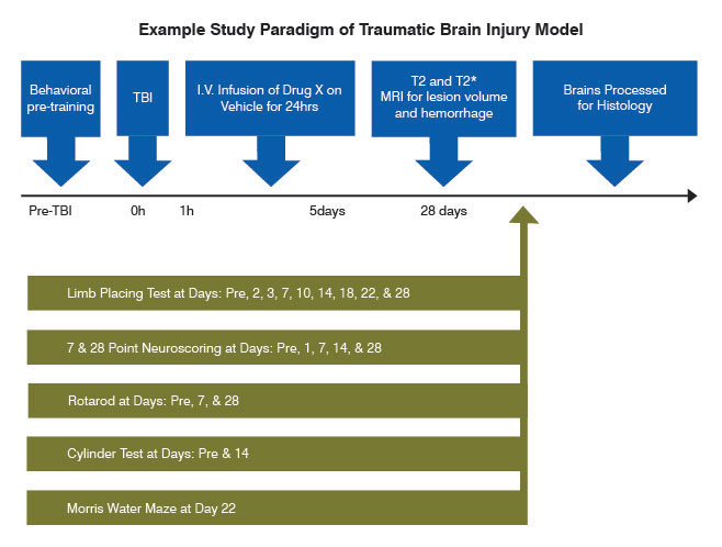 Animal Models of Traumatic Brain Injury (TBI) | Charles River