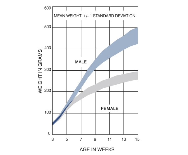 Wistar Rat | Charles River