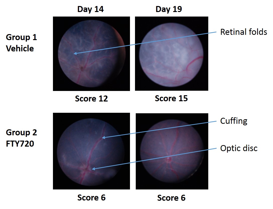 Autoimmune Uveitis Model | Charles River