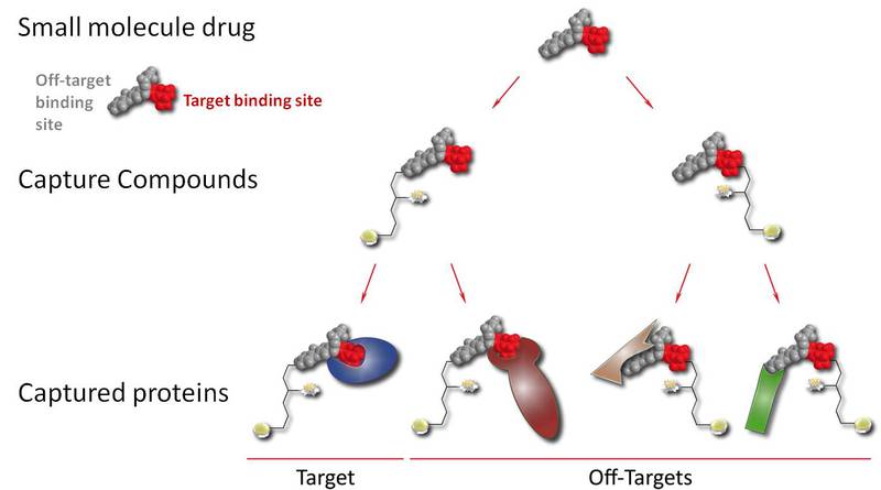 Capture Compound Mass Spectrometry for Target Deconvolution | Charles River