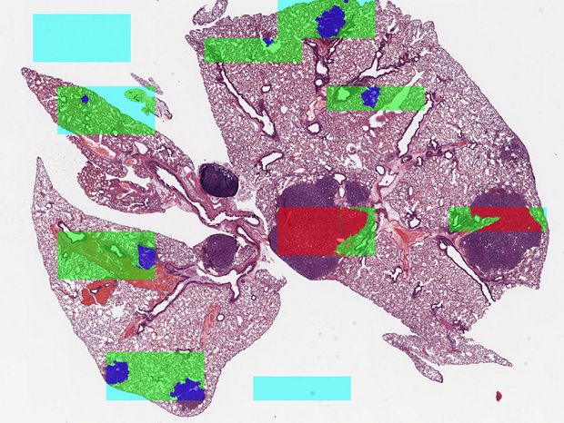 Digital Pathology Services | Charles River