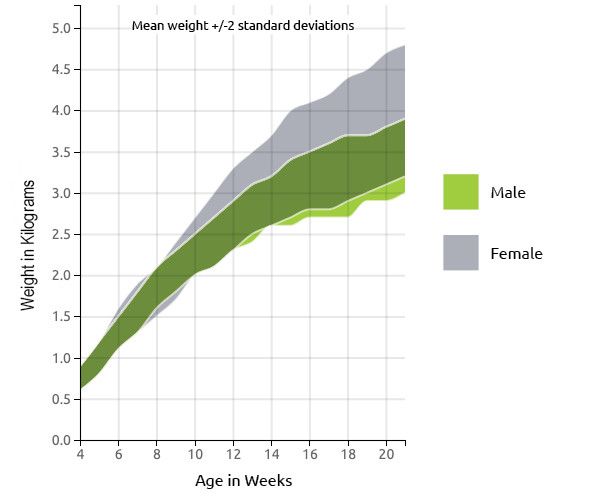 New Zealand White Rabbit | Charles River