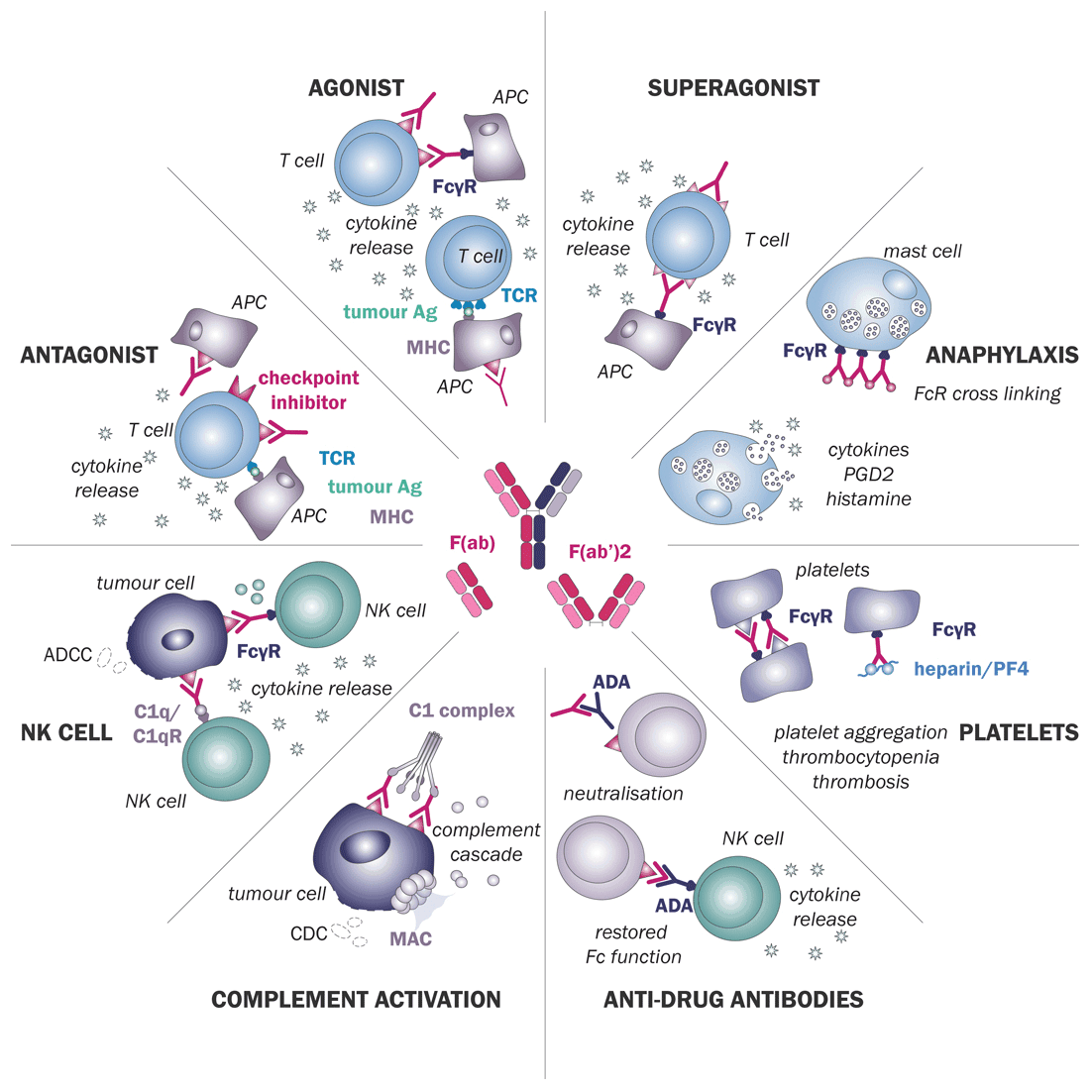 Immunotoxicology | Charles River