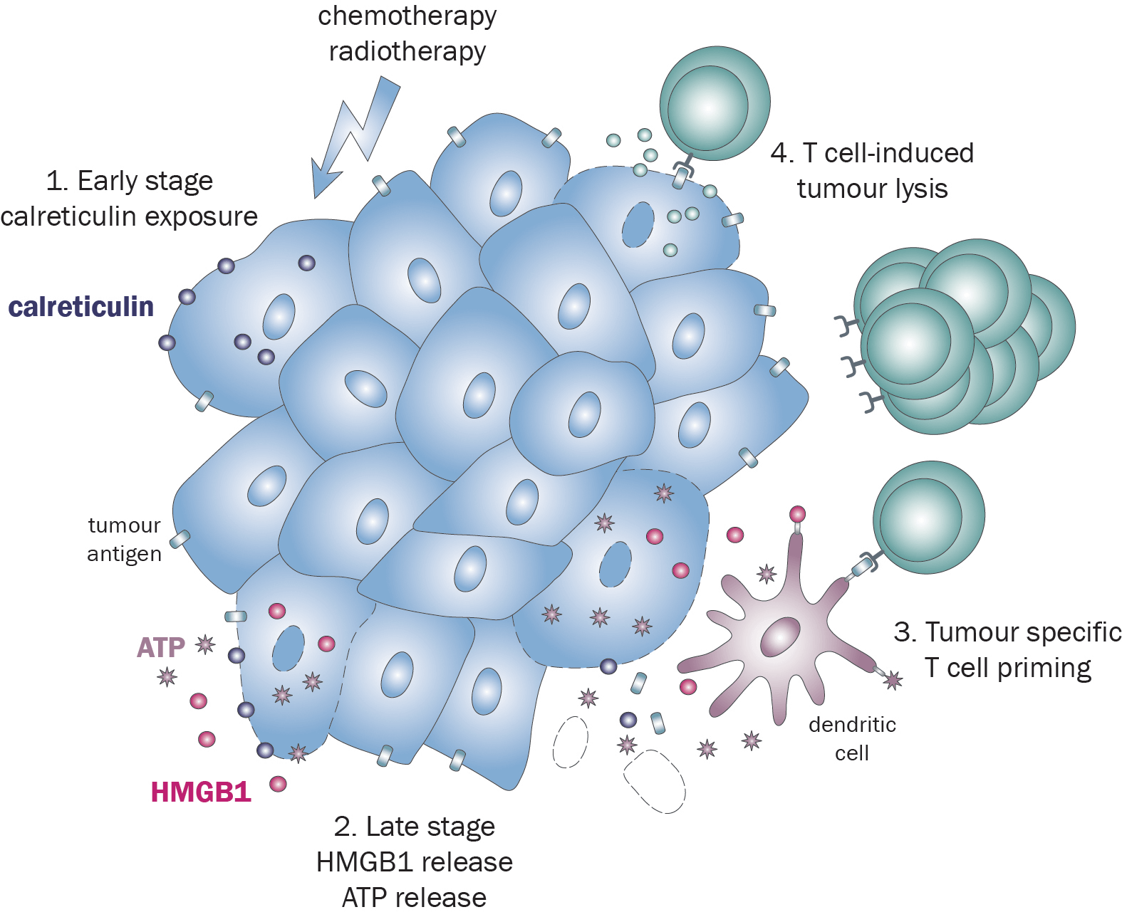 Tumor Cell-Based Assays | Charles River