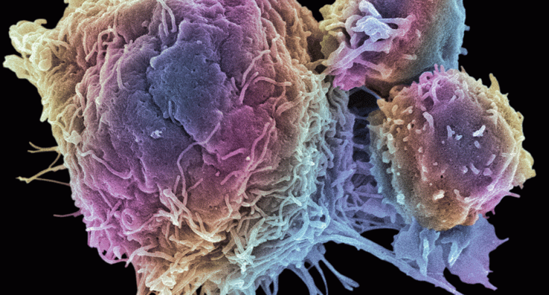 Innate Immune System vs the Adaptive Immune System | Charles River