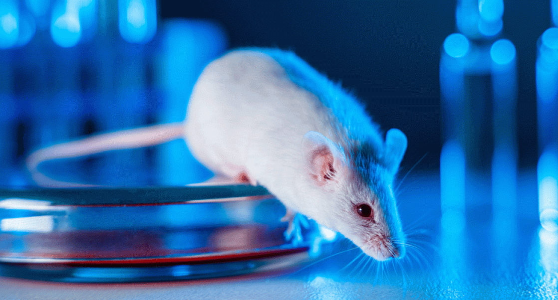 The Early History of the Lab Rat | Charles River