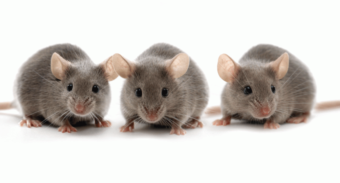 The Early History of the Lab Rat | Charles River