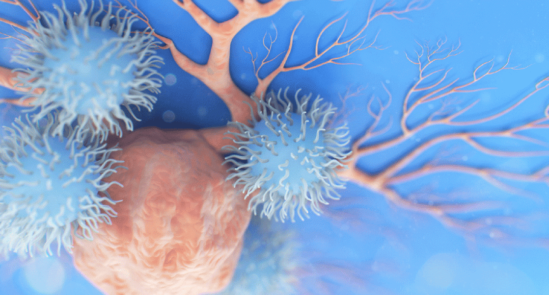 Innate Immune System vs the Adaptive Immune System | Charles River