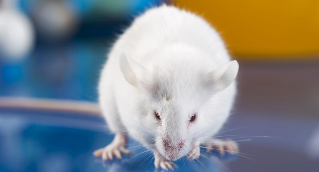 The Early History of the Lab Rat | Charles River