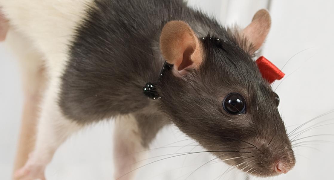 The Early History of the Lab Rat | Charles River