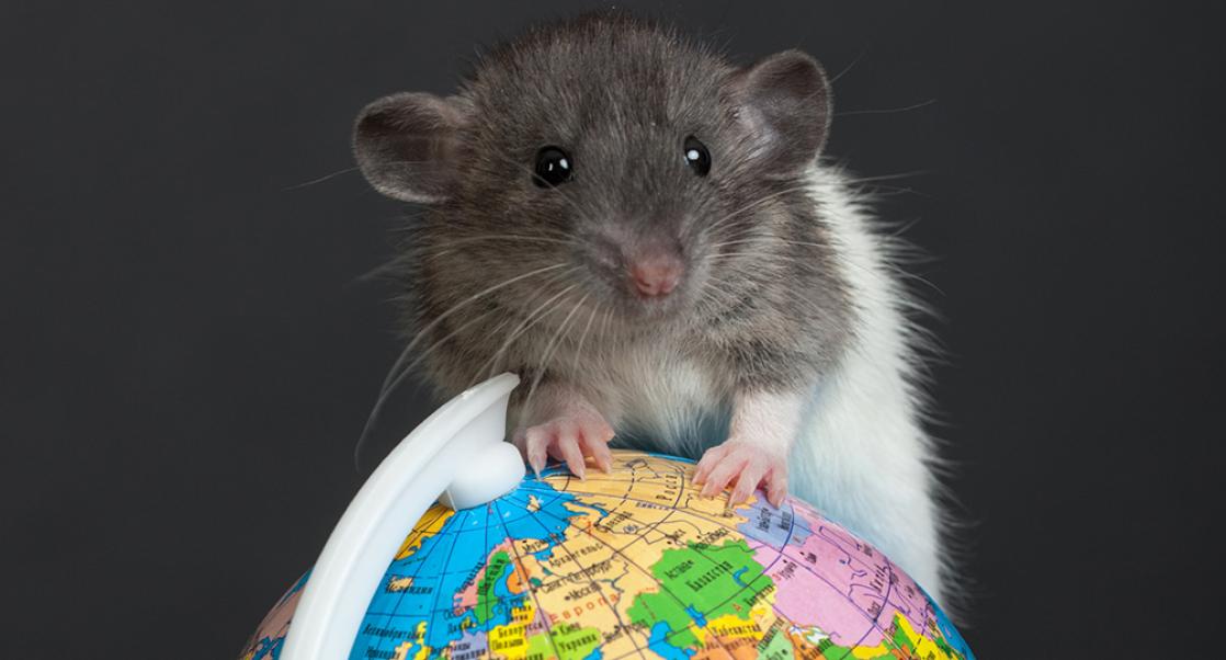 The Utility of Super Immunodeficient Mice | Charles River